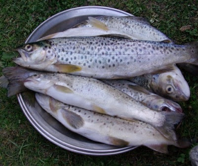 Swat trout fish industry booming again | Pakistan Defence