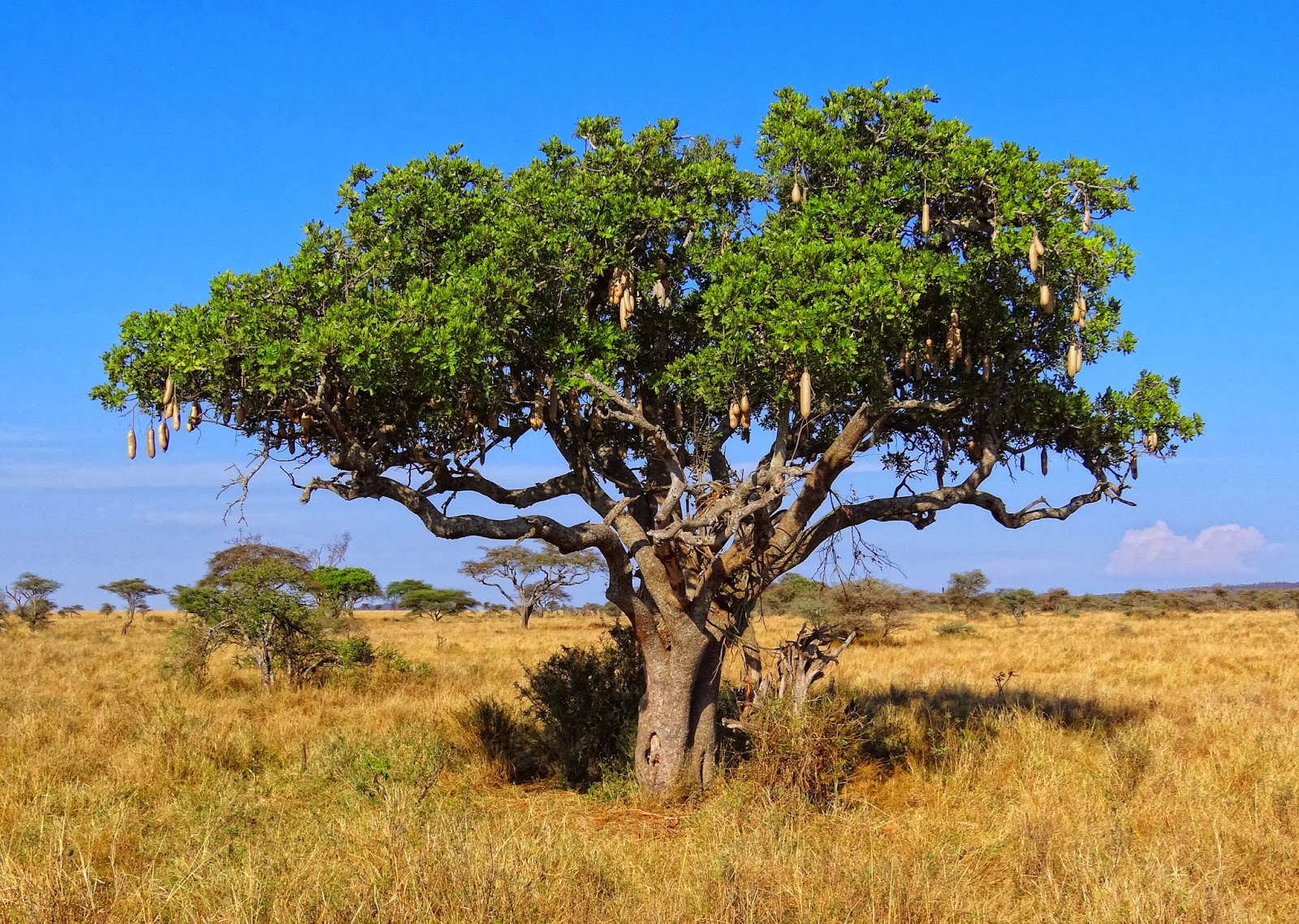 CHECK OUT HOW TREES MAKE SERENGETI MORE ATTRACTIVE THAN YOU COULD ...