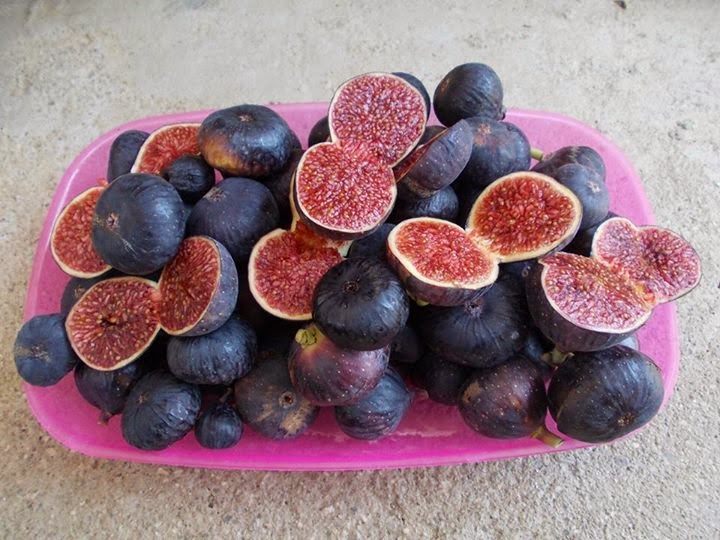 Figs Photo Collection Around the World: Mini Purple Fig