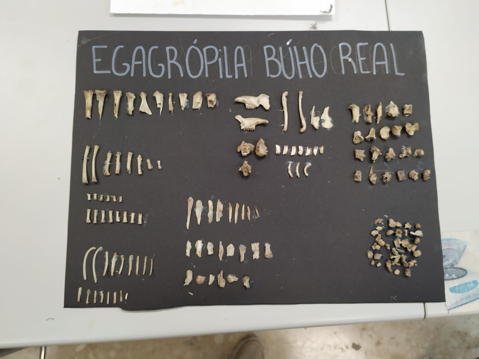 Biología, aprendizaje & diversión: Semana 6. ¡Semana polivalente ...