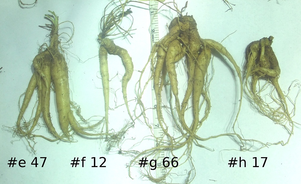 Mandrake plants: LIVE MANDRAKE ROOTS 2+YEARS OLD established plants ...