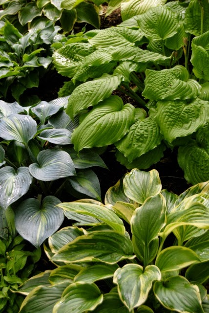 A colorful hosta garden