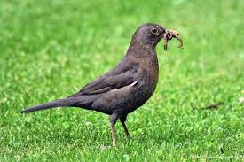 French Vocabulary Illustrated: merle