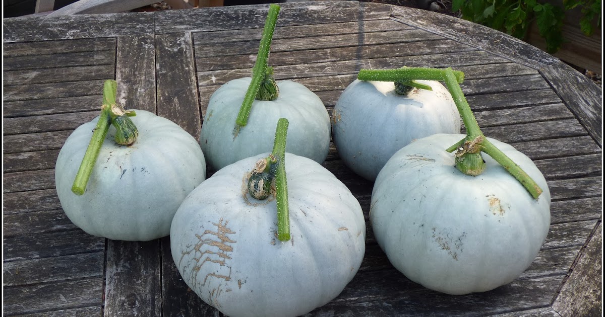 Mark's Veg Plot: Harvesting "Crown Prince" squashes