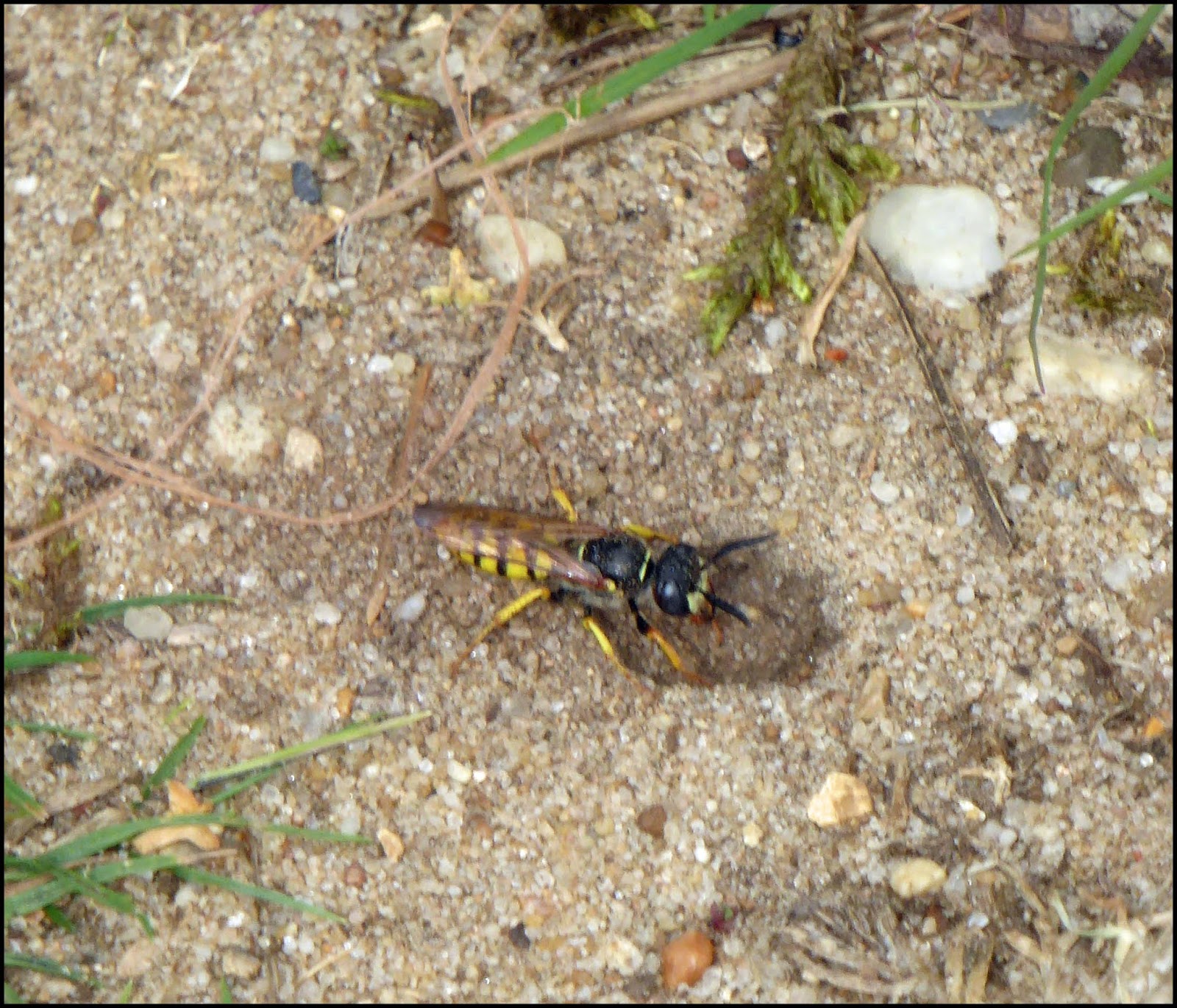 Wild and Wonderful: Sand Wasps, Digger Wasps, the Ant-lion and the Bee-wolf