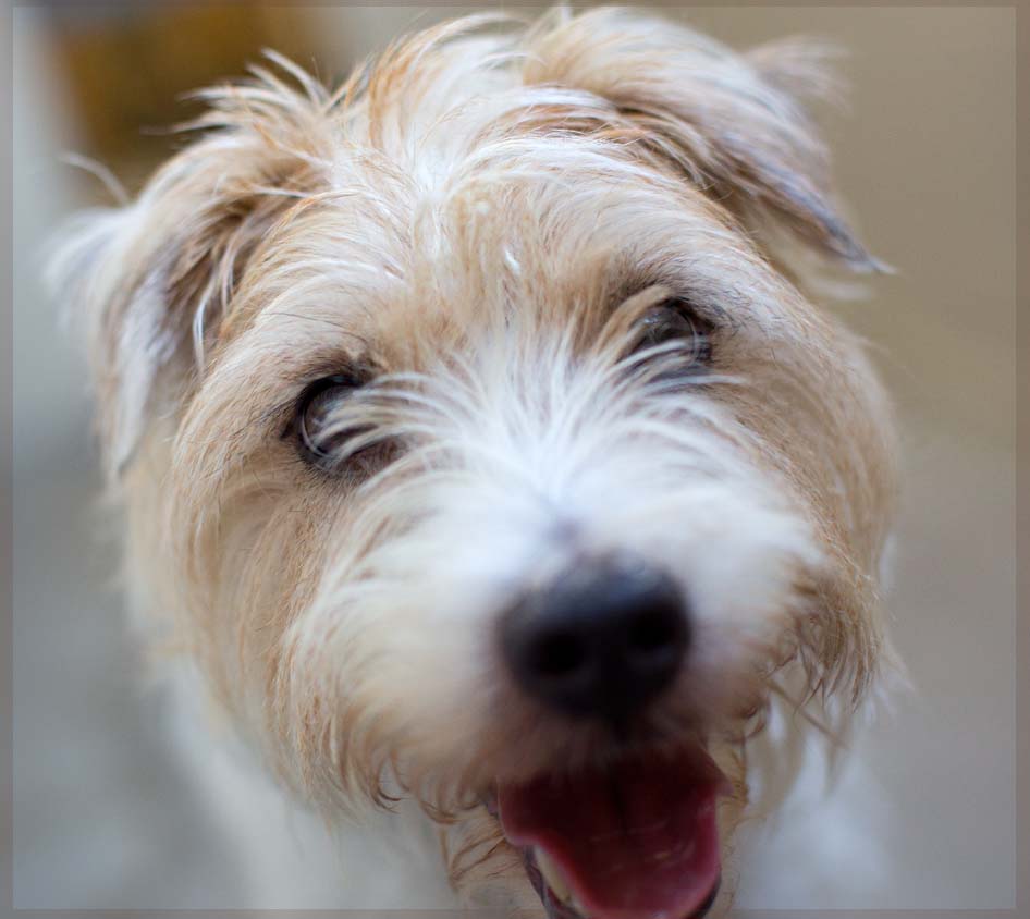 Shelter Dogs of Portland: "JACKSON OCHO" cool jack russel terrier