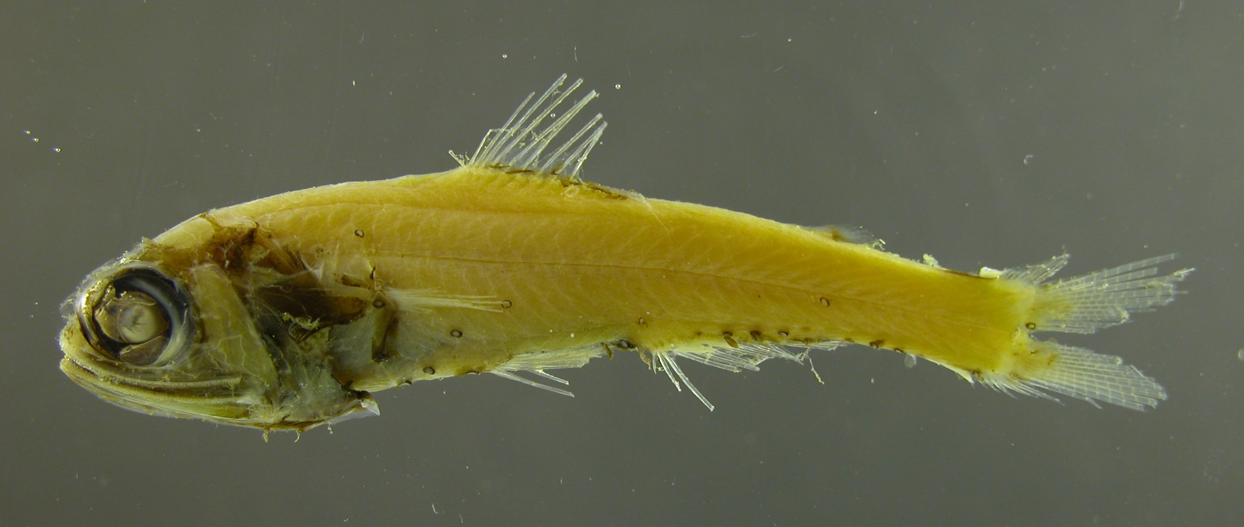 Artes de Pesca: ACTINOPTERYGII