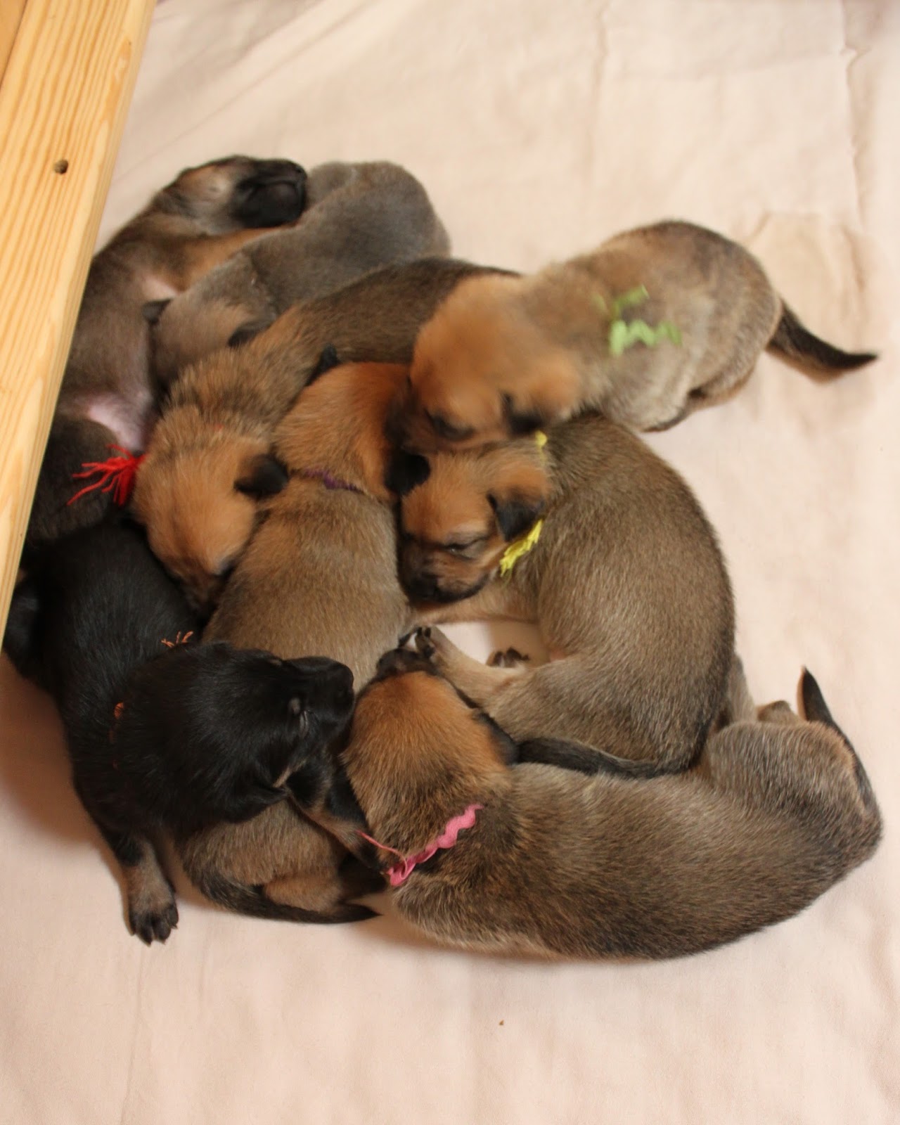 BrownStone Chinooks: Day 18 - Sunny Sunday