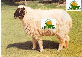 Veterinary Sciences: Sheep Breeds of Pakistan