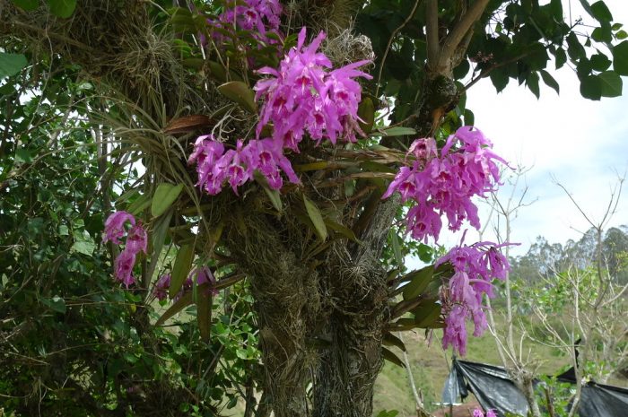 Tanaman Hias Bunga Anggrek - FloraGen