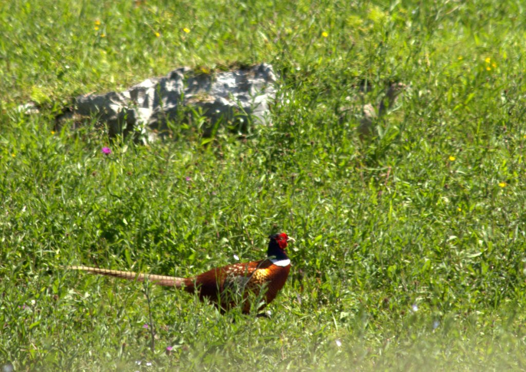 naturaleza en asturias: Faisanes en la rasa de Llanes