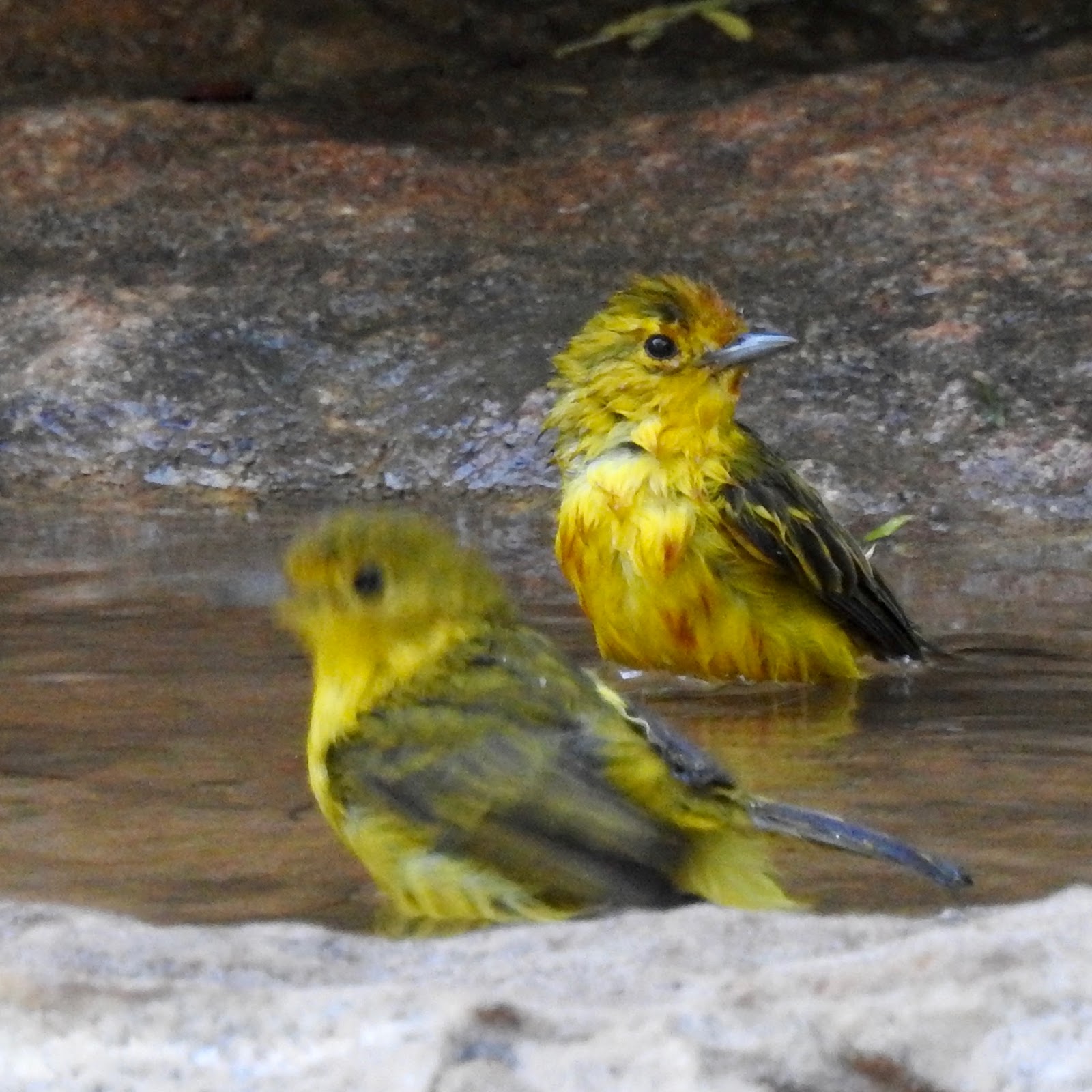 Hiking Curaçao - Flora and Fauna: Yellow warbler. Setophaga petechia