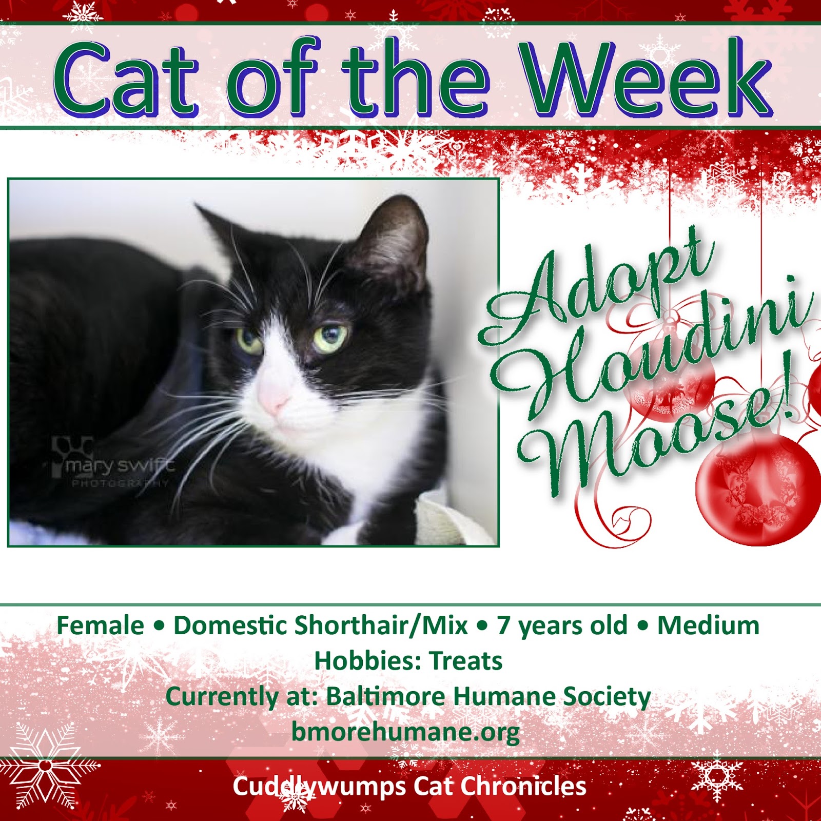 The Cuddlywumps Cat Chronicles: Cat of the Week: Houdini Moose