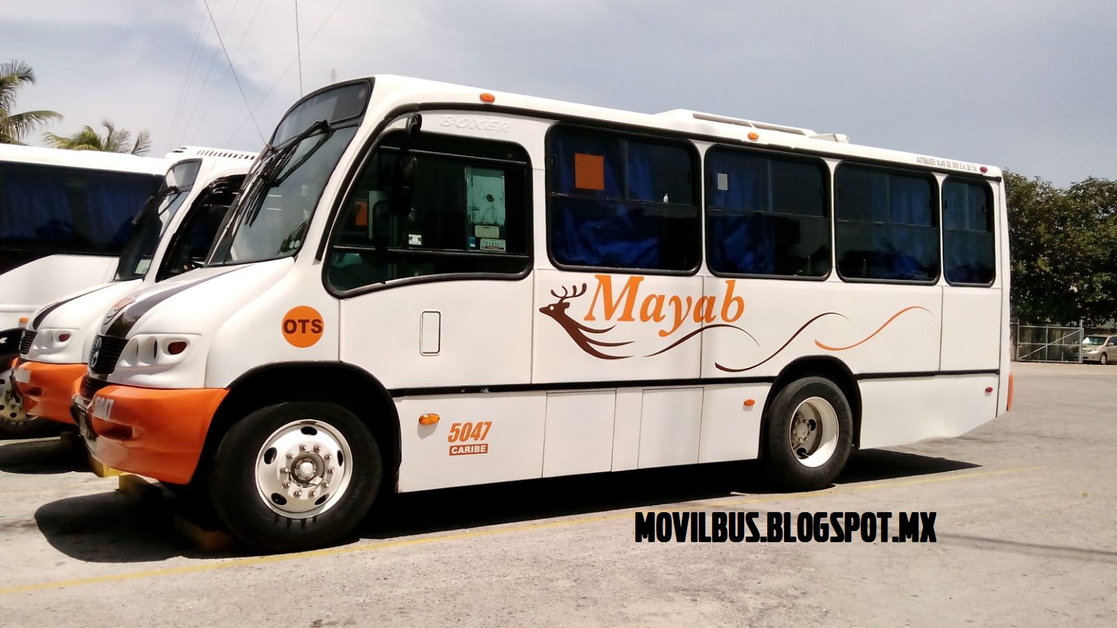 MARCOPOLO BOXER MAYAB.