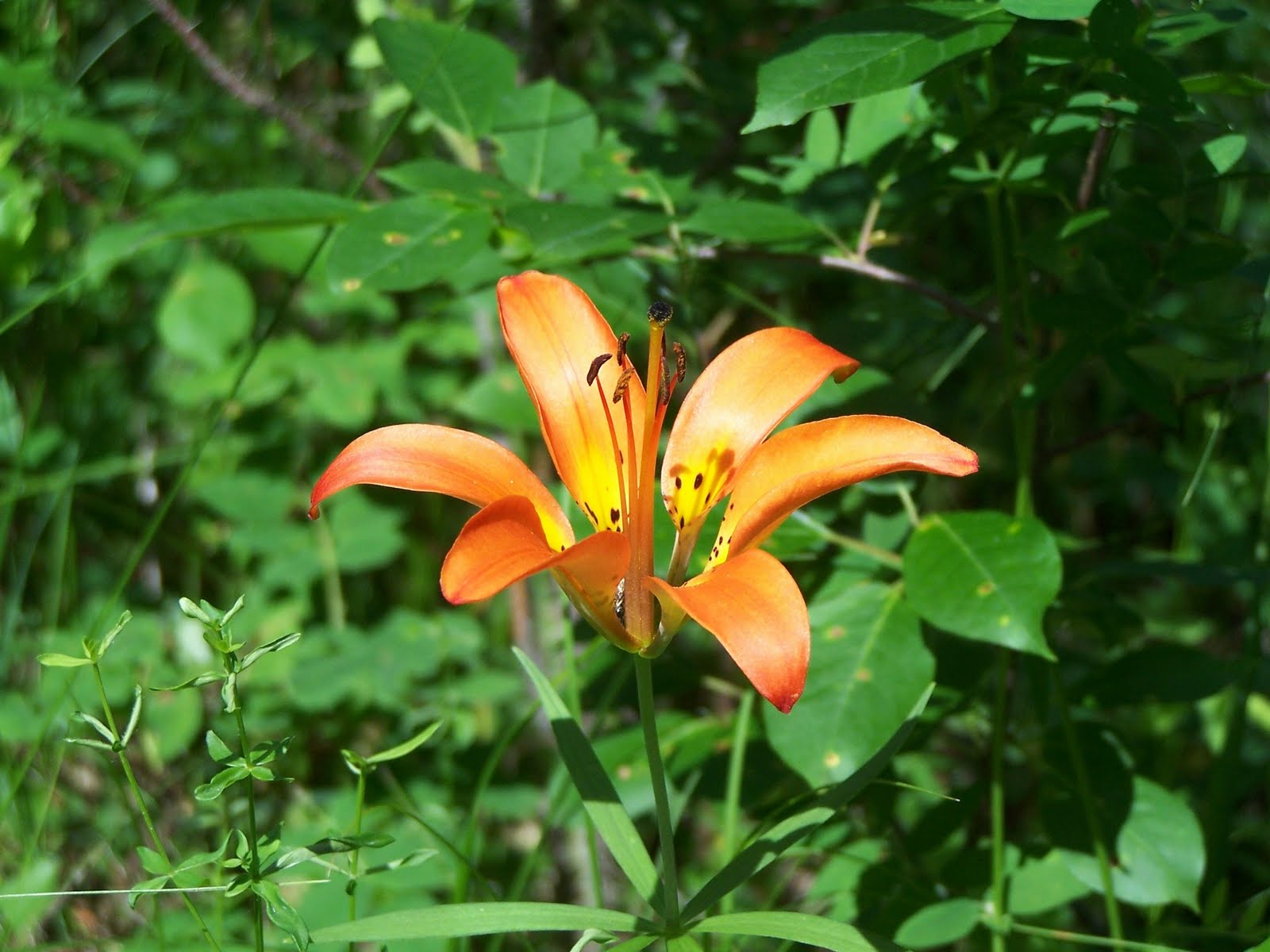 Saskatchewan National Flower