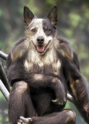 12 Animal Hybrids You Wont Believe Really Exist. ~ Google+