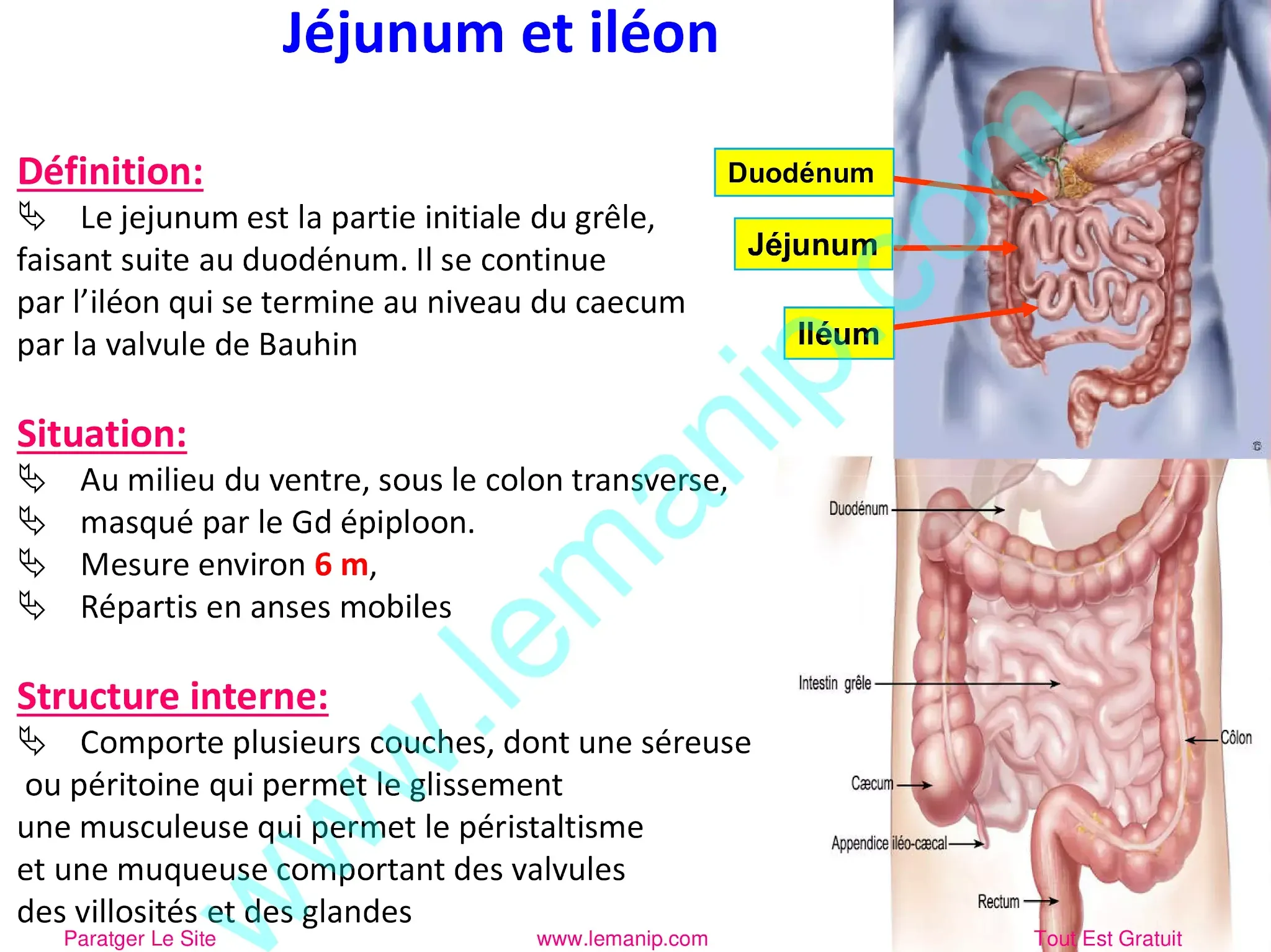 Anatomie De L’appareil Digestif