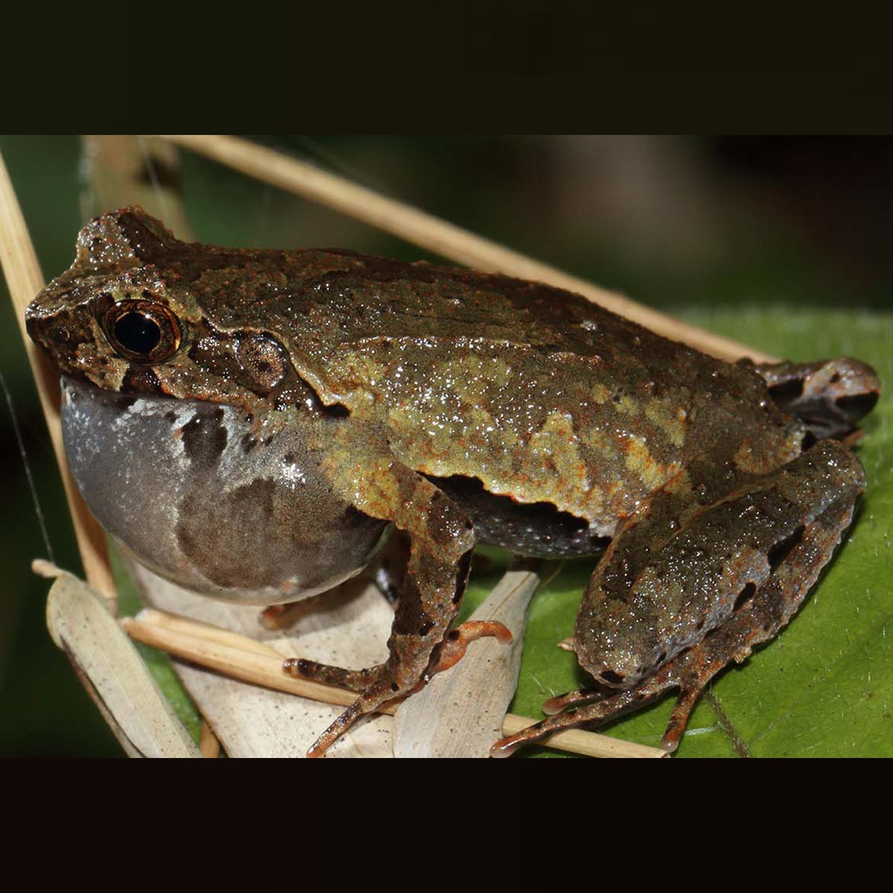 Species New to Science: [Herpetology • 2021] Four New Species of ...