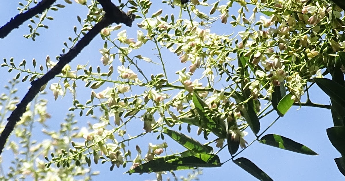 oog voor de natuur: De honingboom (Sophora japonica) bloeit in augustus ...