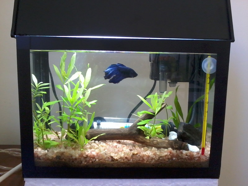 Aquário de Betta - Só peixe betta