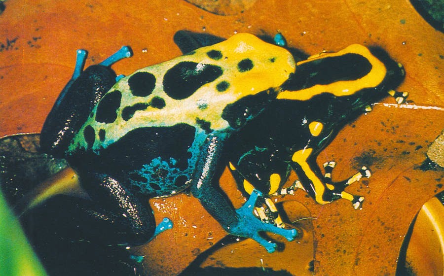 Dendroland: Dendrobates Tinctorius, sus morphos y variedades de color.