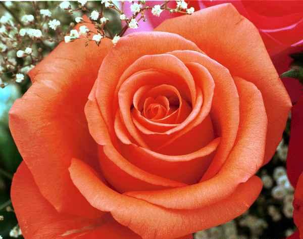 Paling Keren 25+ Bunga Mawar Oren - Gambar Bunga Indah