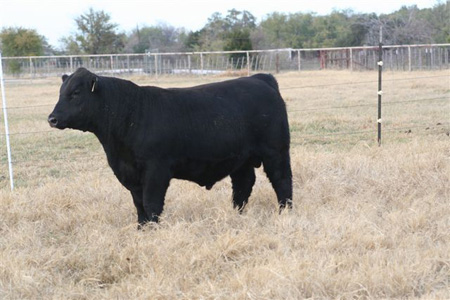 Lautner Farms: Maverick Ranches and Austin Cattle Momma Maker Bull Sale