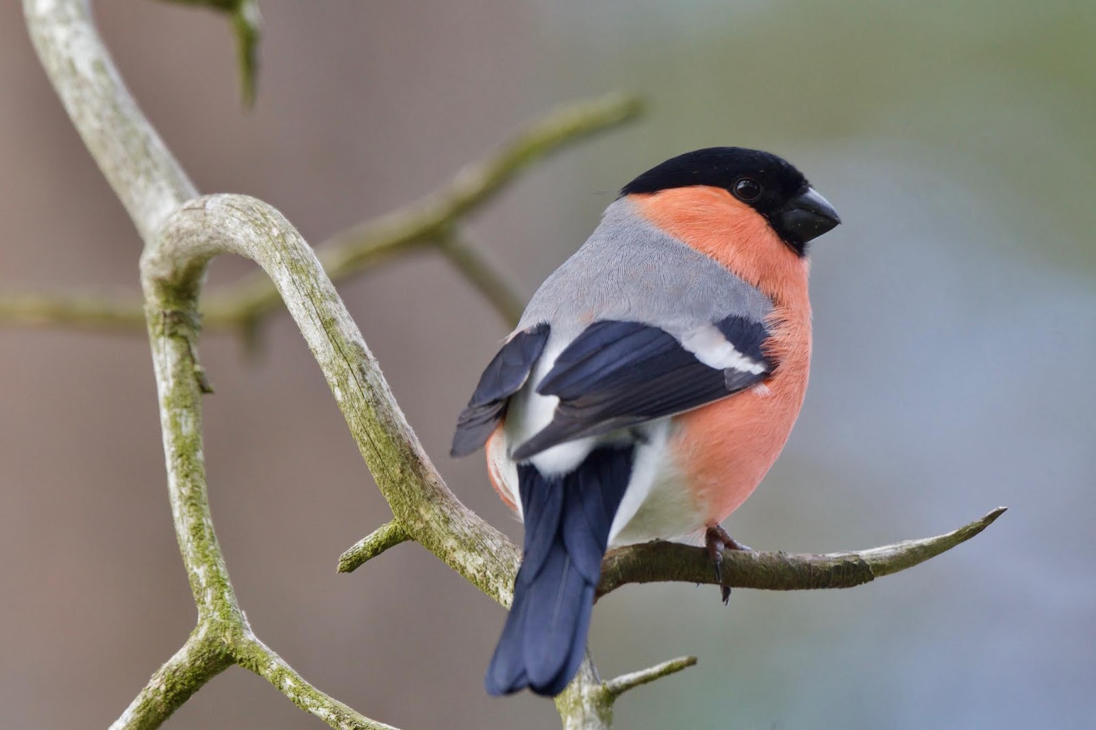 Naturfoto Einar Hugnes: Dompap og andre småfugler spiser fortsatt store ...