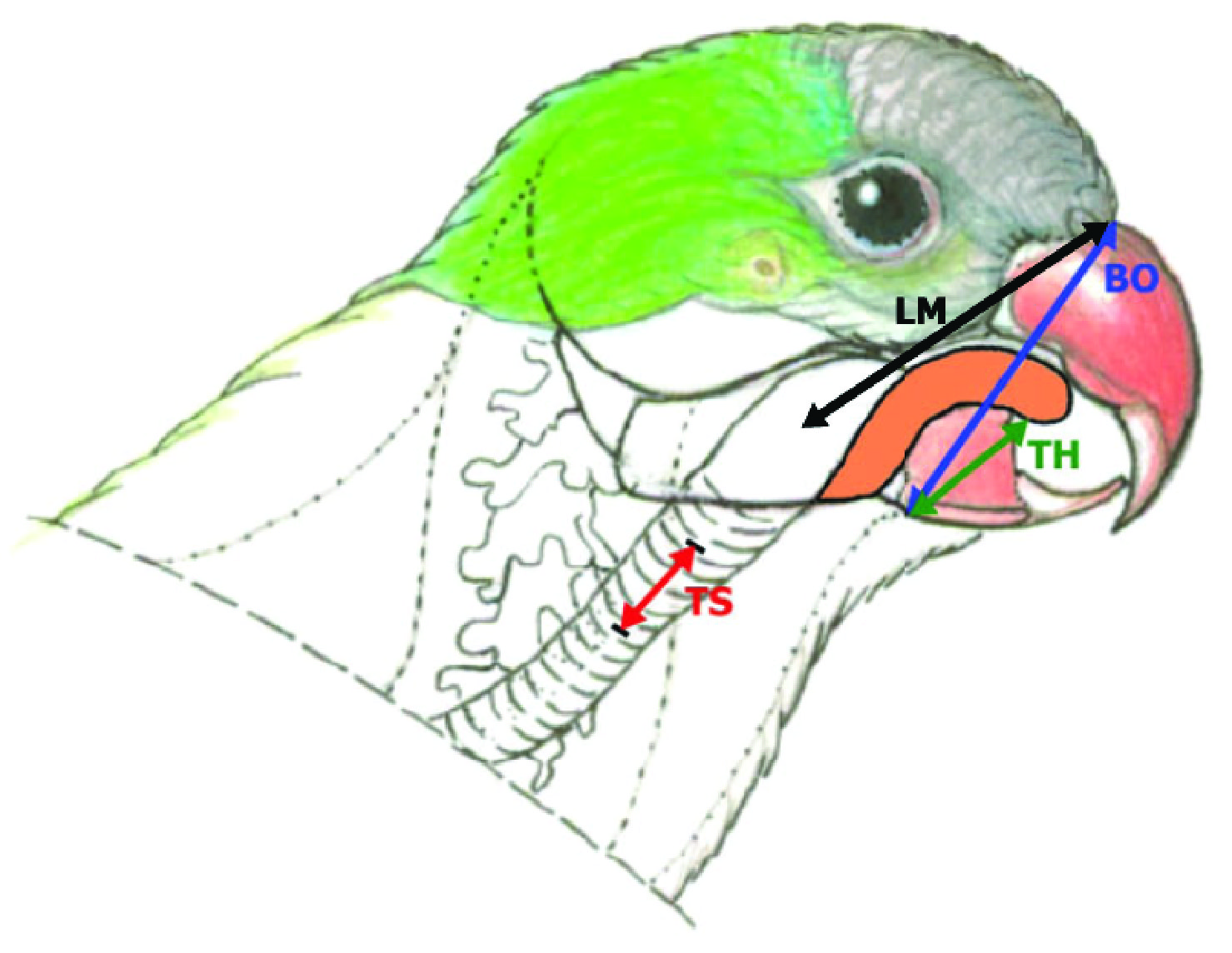 The Scorpion and the Frog: Who Said What? (A Guest Post)