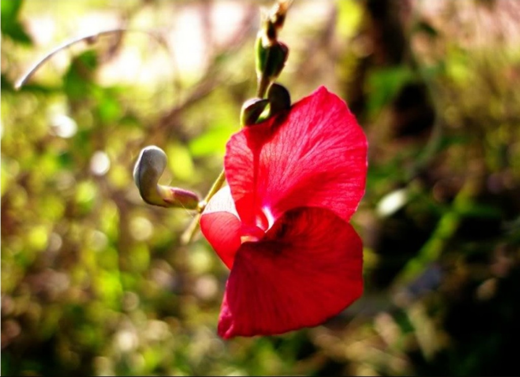 Caliandra do Cerrado: Belas flores do Cerrado