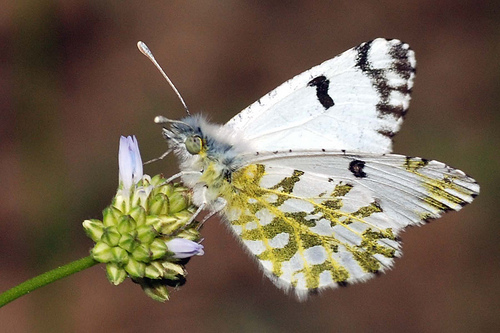 Large Marble ~ Butterfly of The Earth
