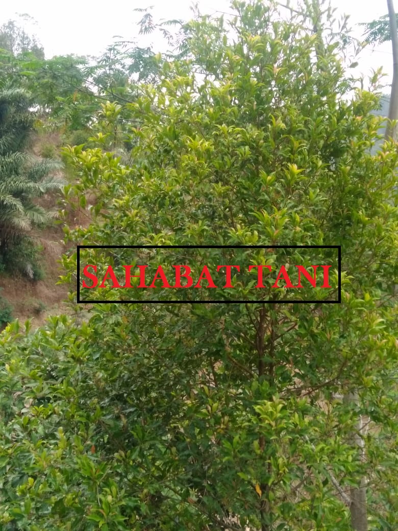 KLASIFIKASI & MORFOLOGI TANAMAN CENGKEH