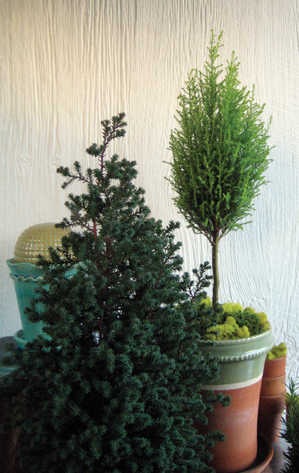 The Decorated Tree: evergreens & topiaries