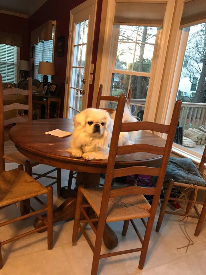 Must Love Pekes: TABLE DOGS