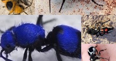 FORMIGA-DE-VELUDO - UMA VESPA PELUDA E COLORIDA