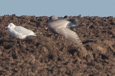 The Deskbound Birder: Thayer's Gull, Toyd Down, Tidpit, Hampshire - 6th ...
