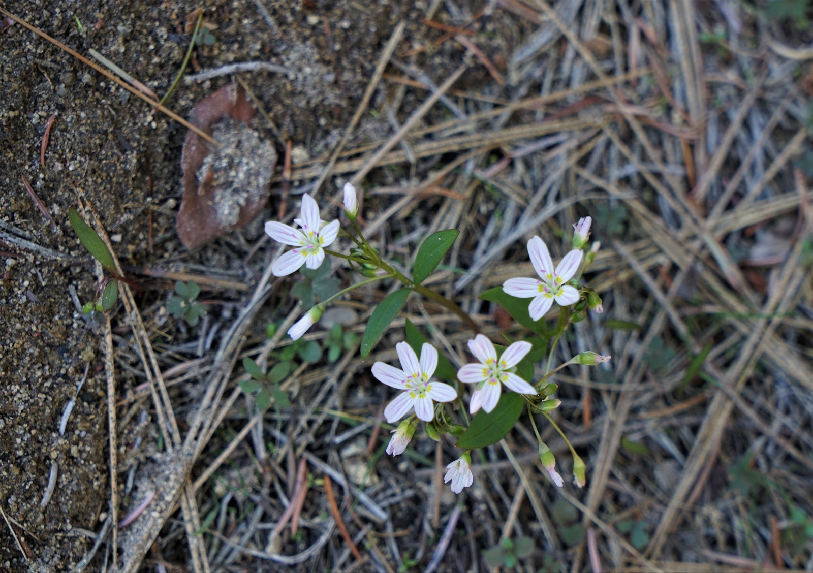 Pacific Northwest Seasons: Pacific Northwest Spring: Wildflowers ...
