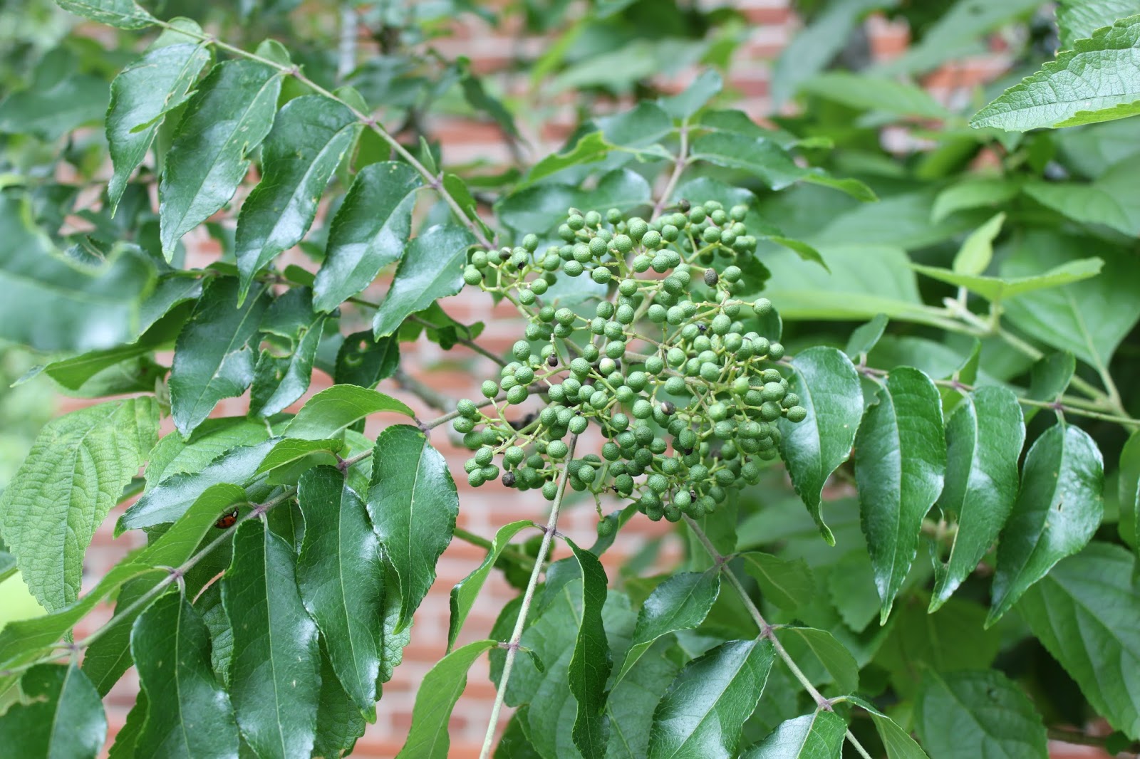 Centenary College Arboretum: Tree of the Week: Toothache Tree ...