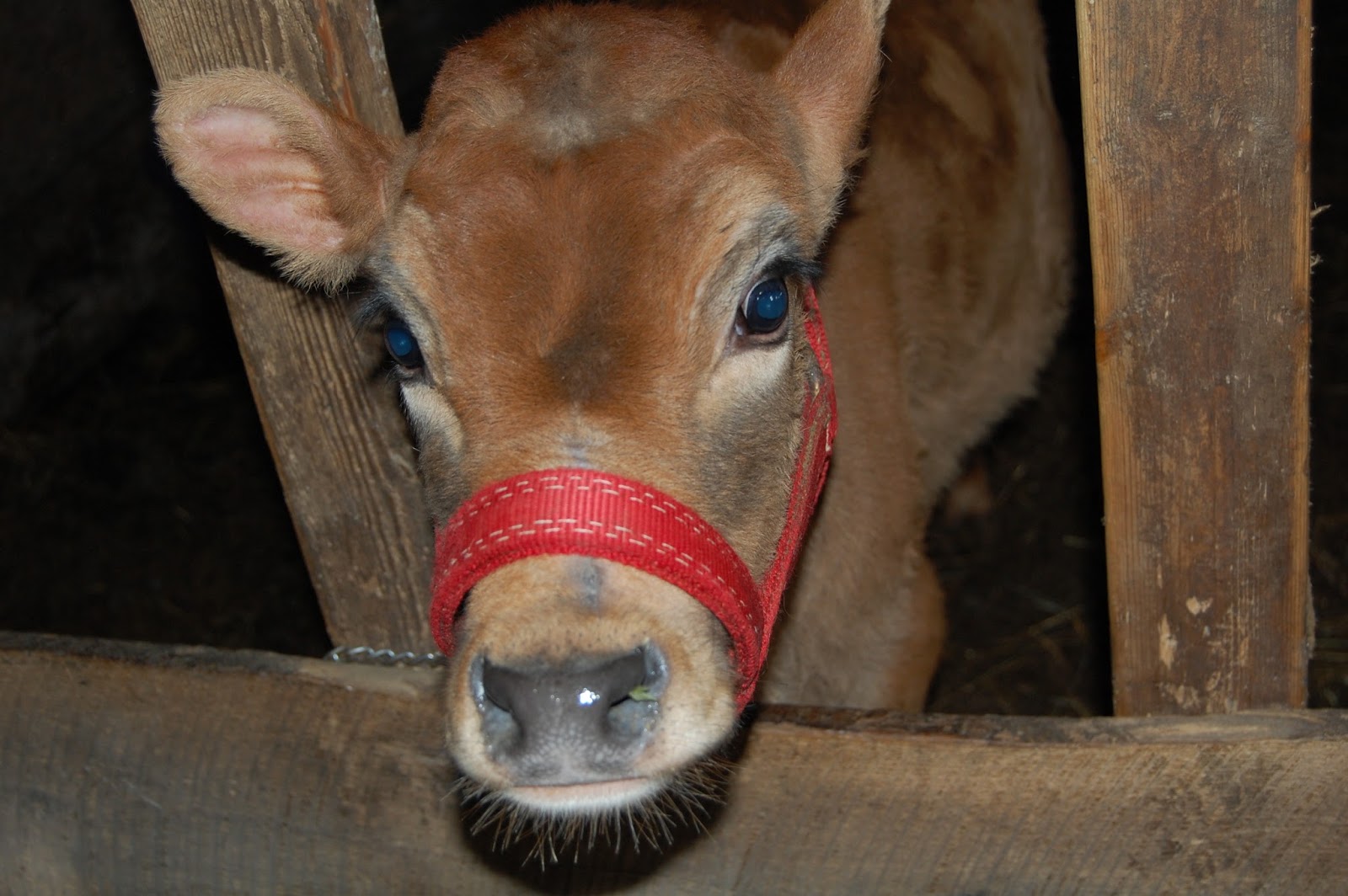 The Road to Someday: Cow and Rabbit Pictures! ((New Calf!))