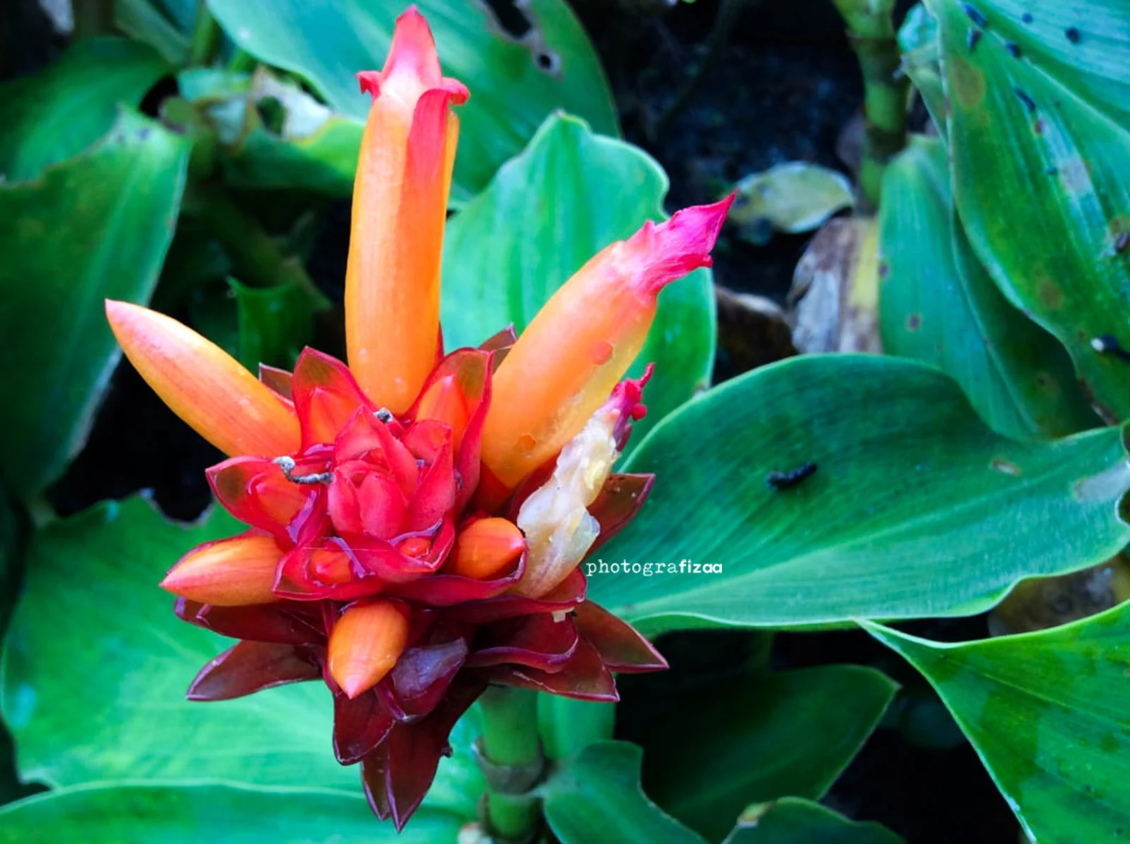 Pokok Setawar Halia Merah | Blog Sihatimerahjambu