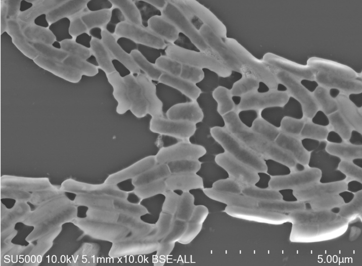 Halobacillus ihumii strain Marseille-Q1234T - MicrobeHolic