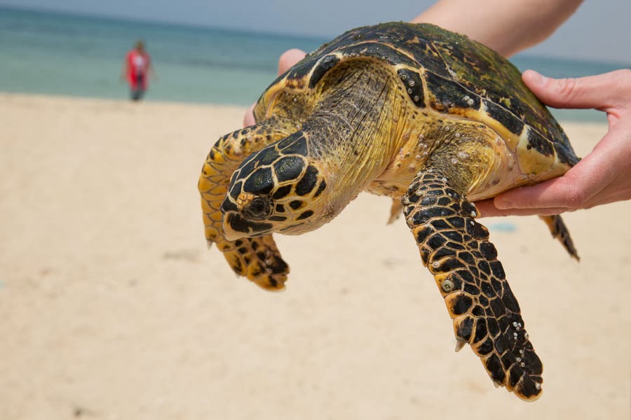 Birds of Saudi Arabia: Hawksbill Turtle – Farasan Kabir Island