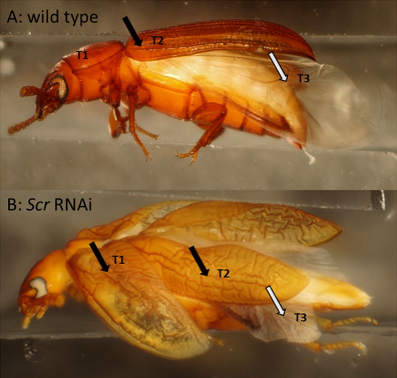Jasper Geli: Six-Winged Insects