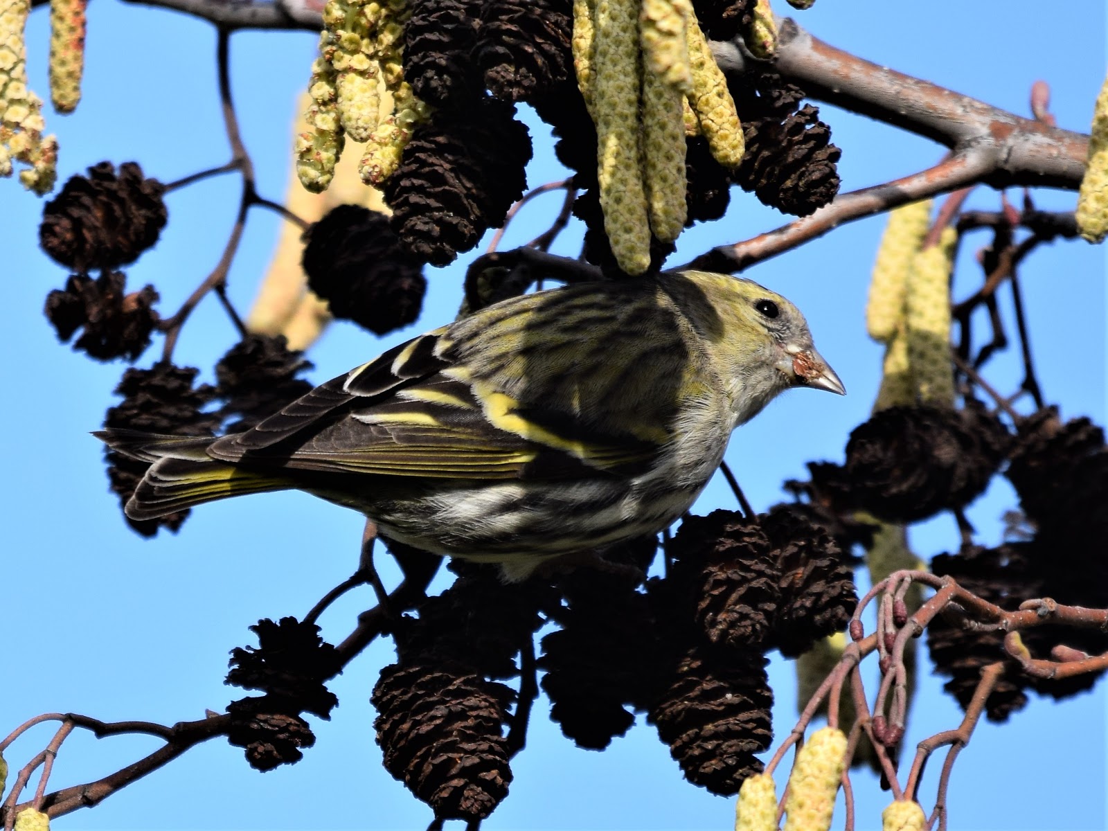 Imagens da vida animal: Lugre (Spinus spinus)