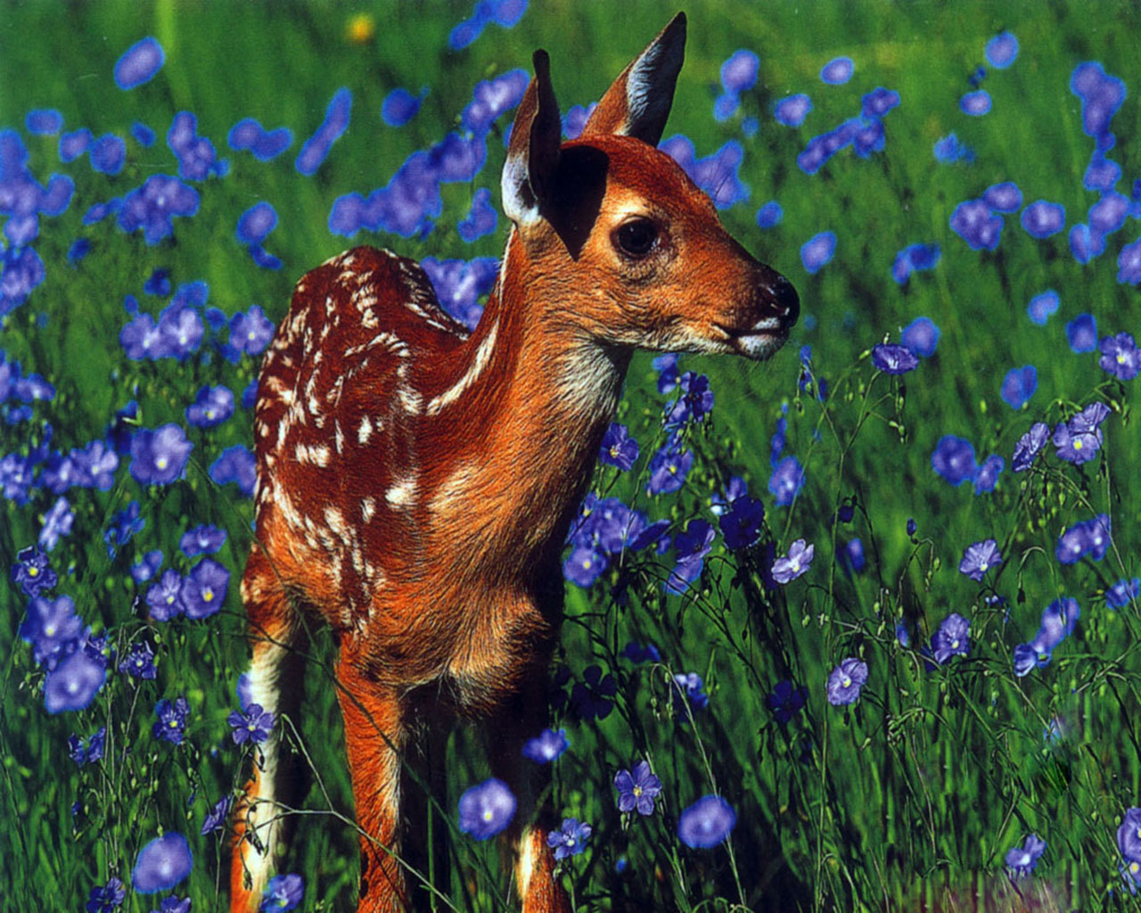 Best Jungle Life: Baby Animals & Baby Animal Pics & Baby Animal Wallpapers