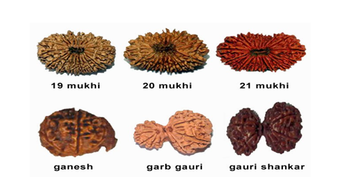 Awal Mula Pohon Jenitri Sampai Ke Indonesia - TUKANG NGETIK