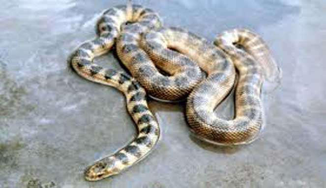 MENGENAL 6 ULAR LAUT PALING BERBISA DI INDONESIA