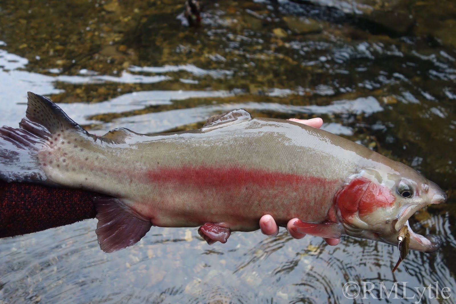 Connecticut Fly Angler: Some Entirely Synthetic Fish