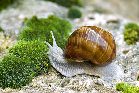 Snail - Wild Life Planet
