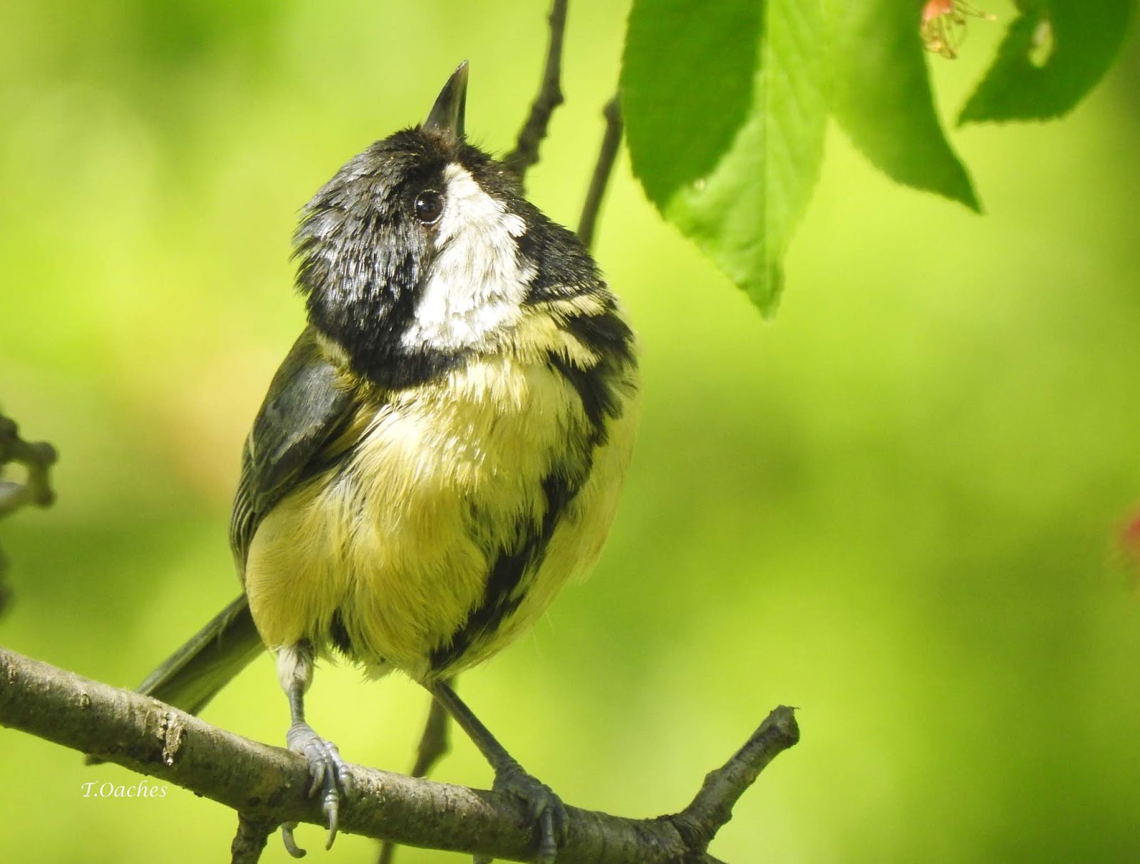 PASARI DIN ROMANIA: PITIGOI MARE, Parus major